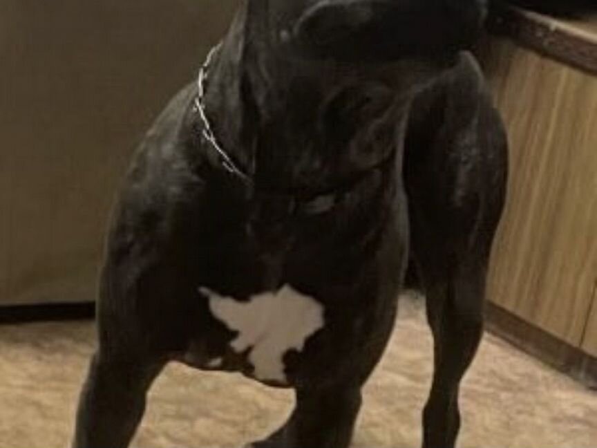 Американский питбуль