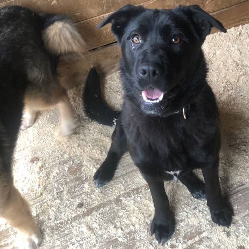 Щенок в добрые руки