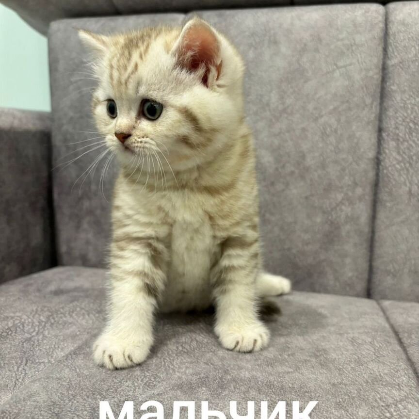 Шотландская