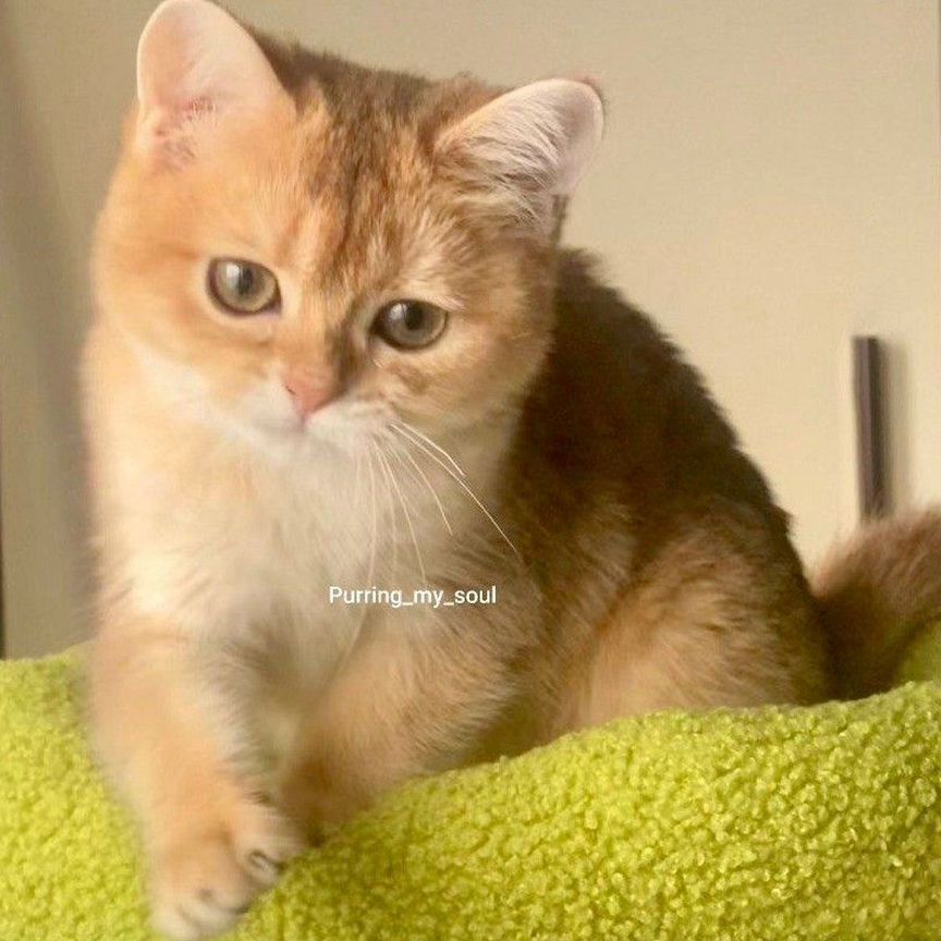 Британский короткошёрстный котёнок