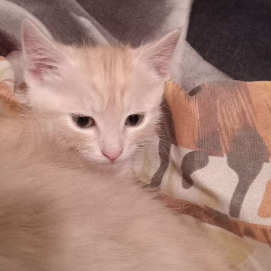Котята в добрые руки бесплатно