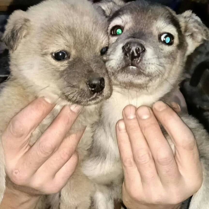 Щенок в добрые руки