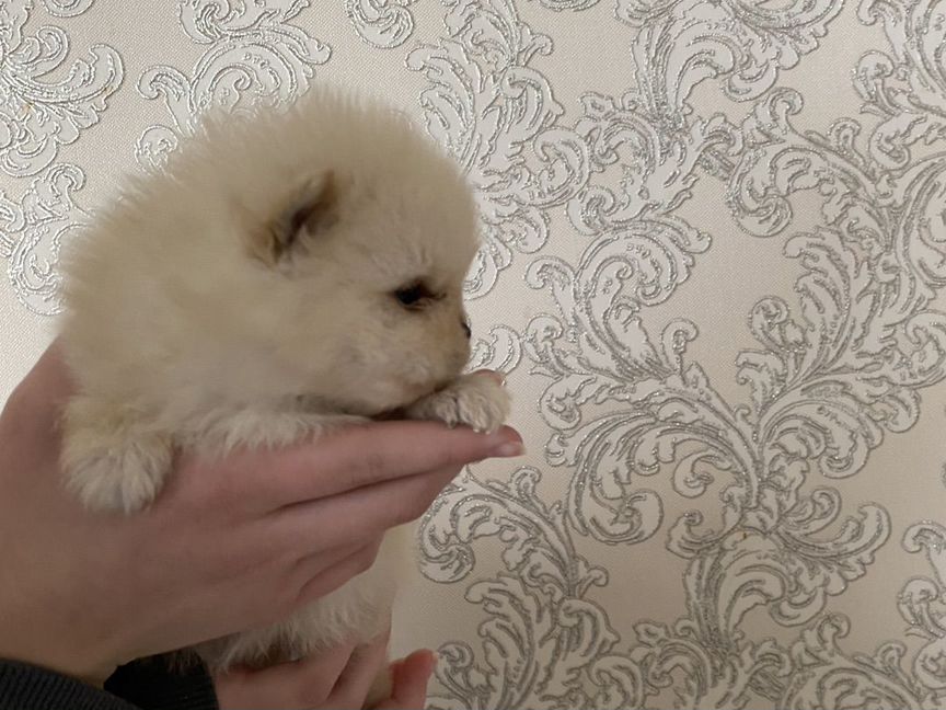 Малыши мишки шпицульки