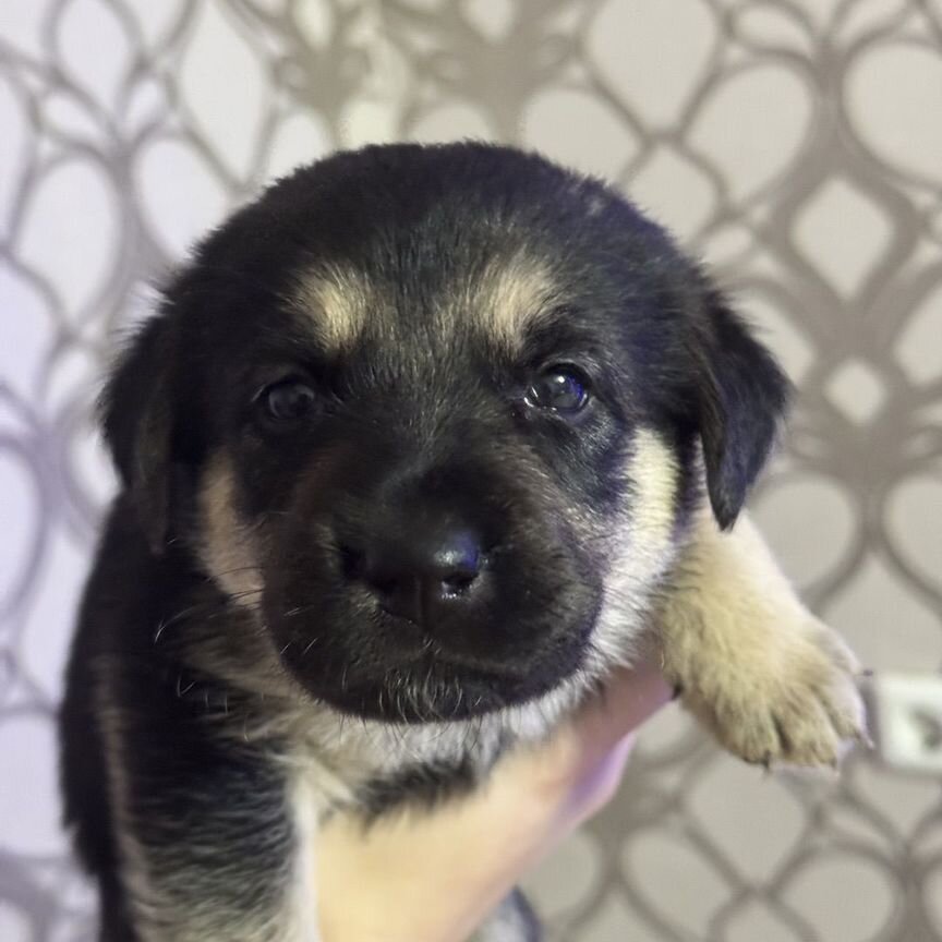 Щенок дворняга лабрадор