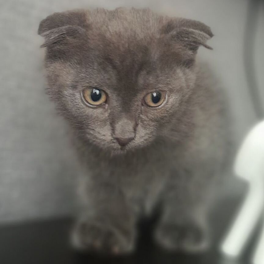 Шотландский вислоухий короткошёрстный котёнок