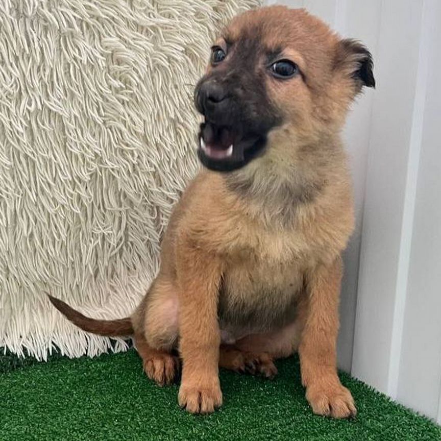 Щенок в добрые руки