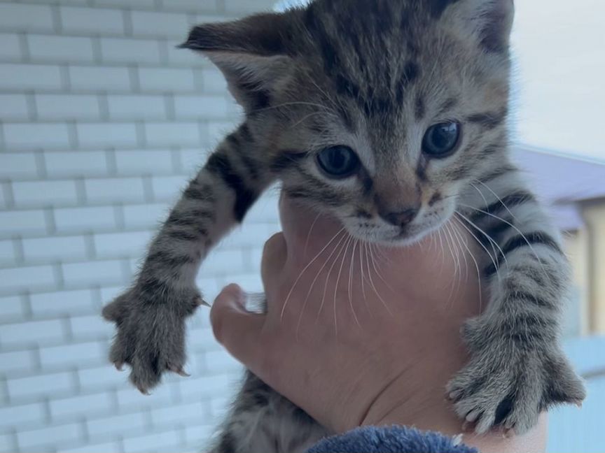 Котята мальчик и девочка