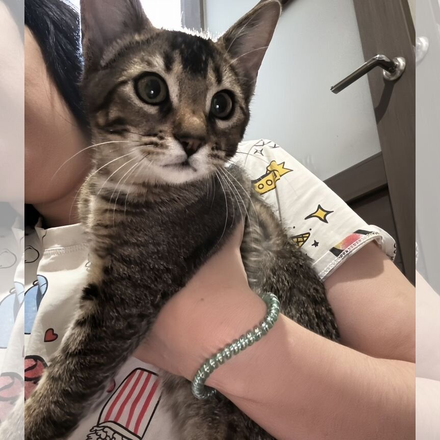 Абиссинский котёнок