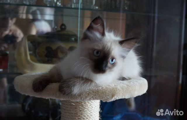 Котёнок в заботливые руки