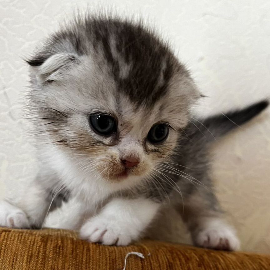 Шотландская вислоухая