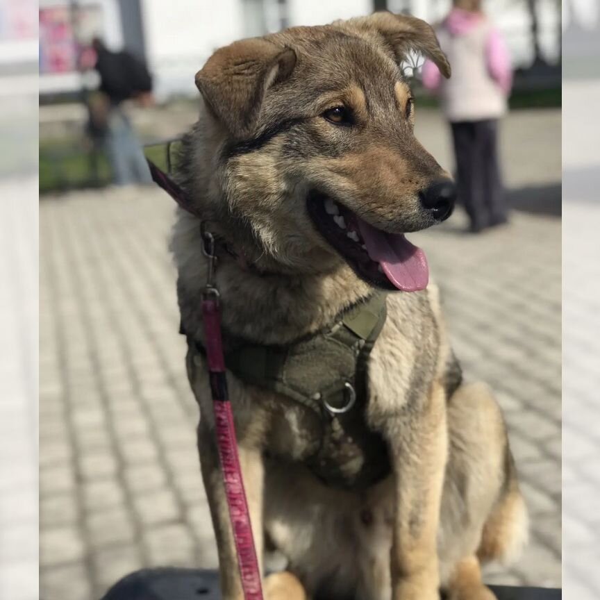 Щенок в добрые руки