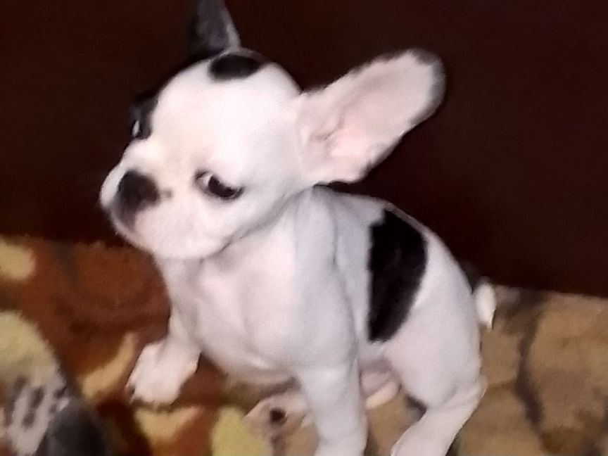 Щенок француз