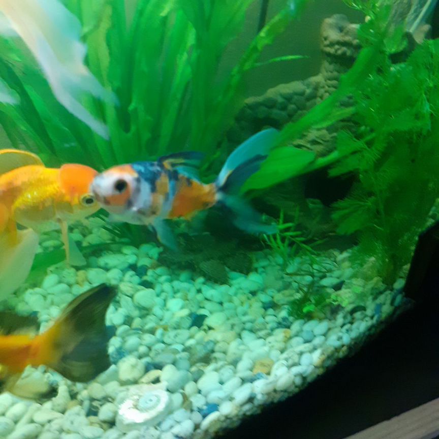 Аквариумные рыбки