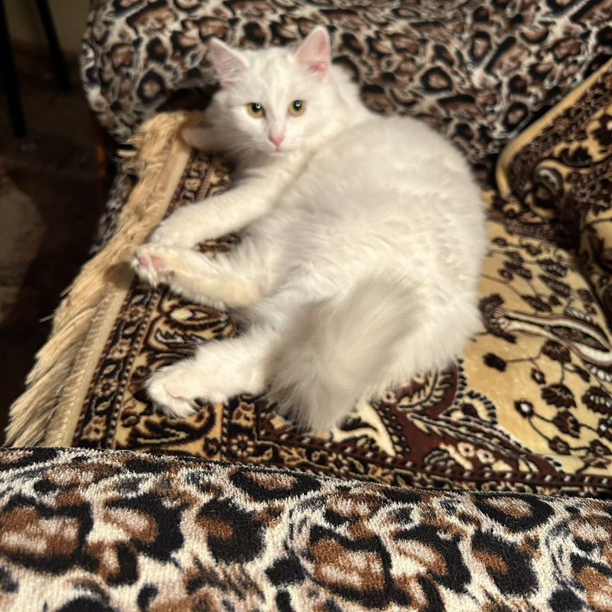 Отдам кошку