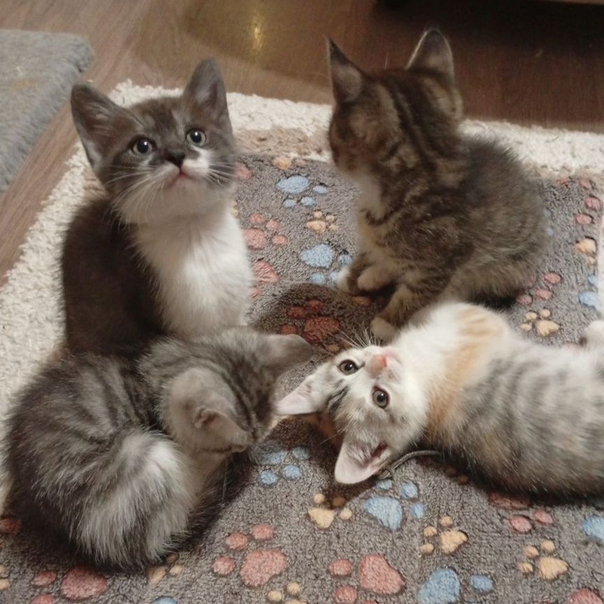 Британский короткошёрстный котёнок