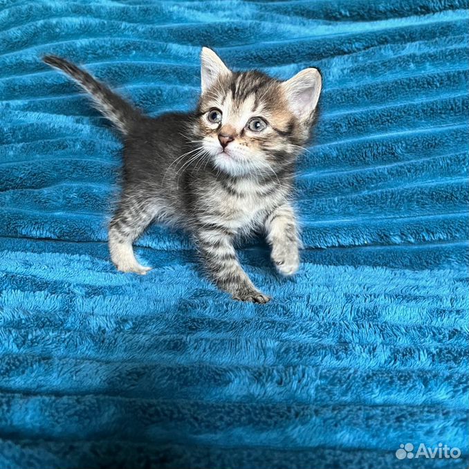 Чудесная девочка ищет свой дом