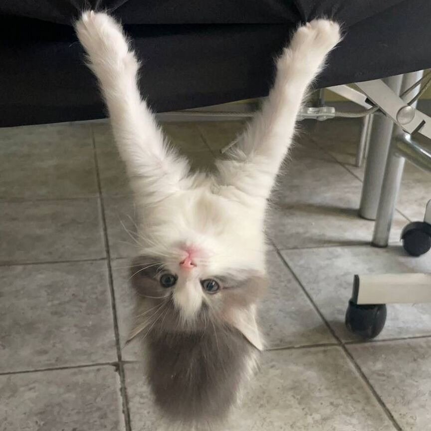 Котёнок в добрые руки