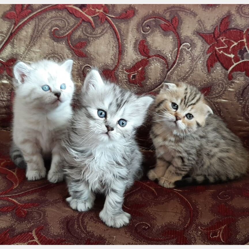 Шотландские вислоухие котята