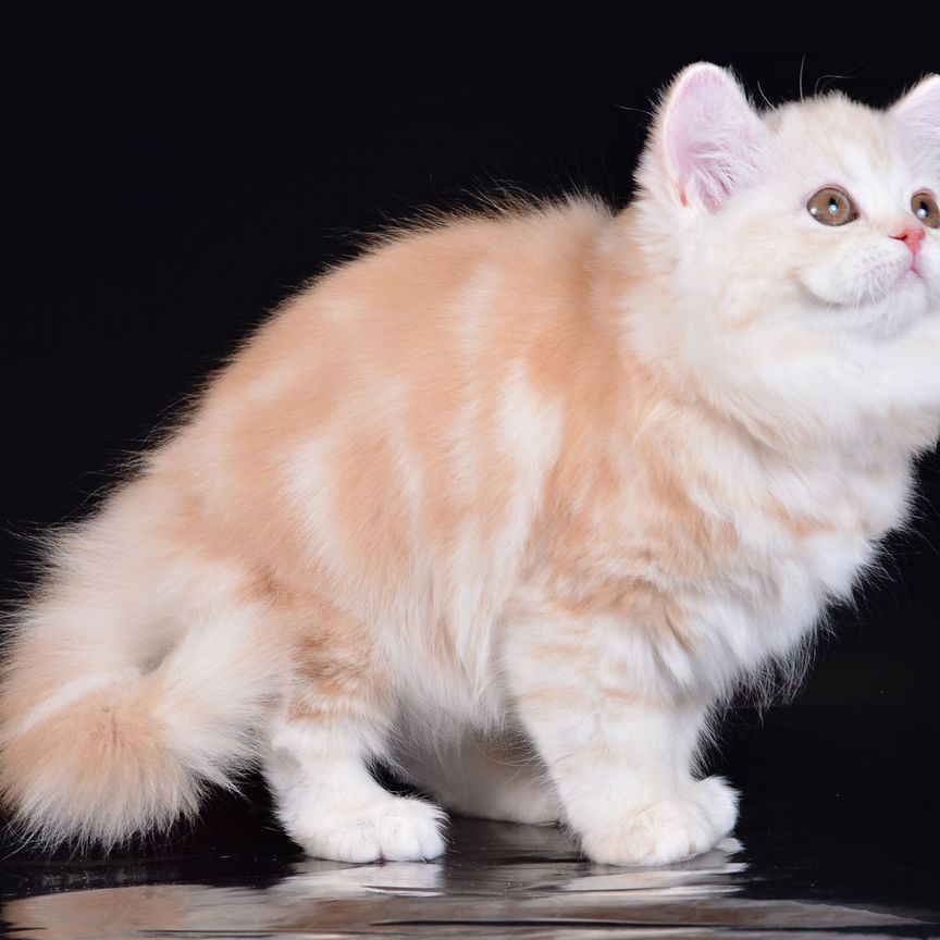 Кошка из питомника Alliance de Charm