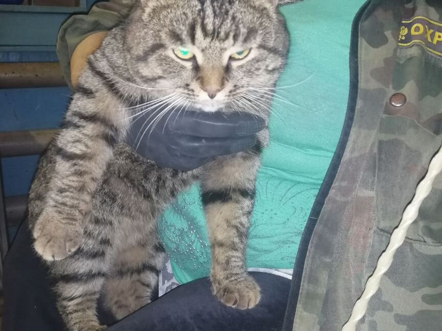 Нашли кота