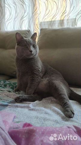 Кот в добрые руки