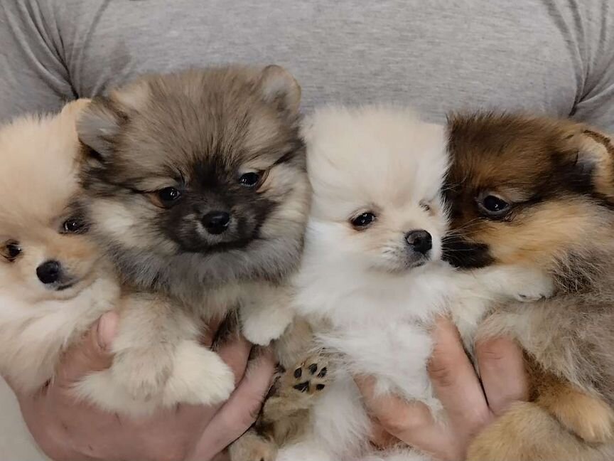 Померанский шпиц