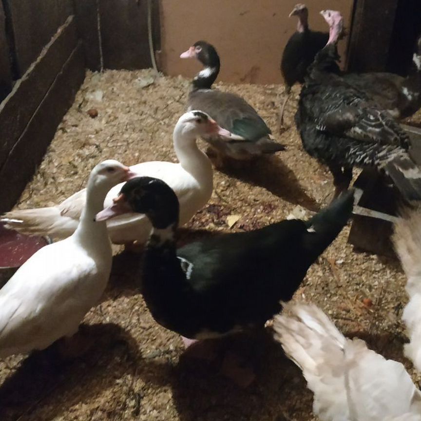 Мускусные Селизни