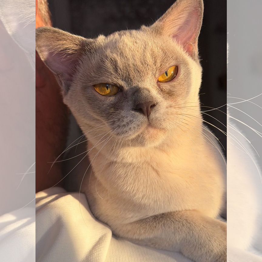 Европейский бурманский котёнок