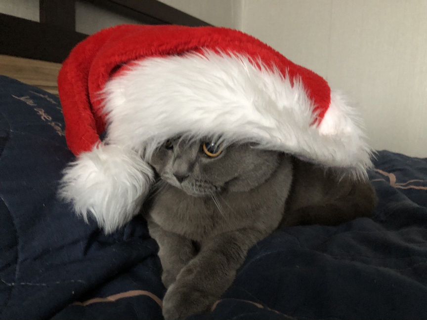 Британский кот