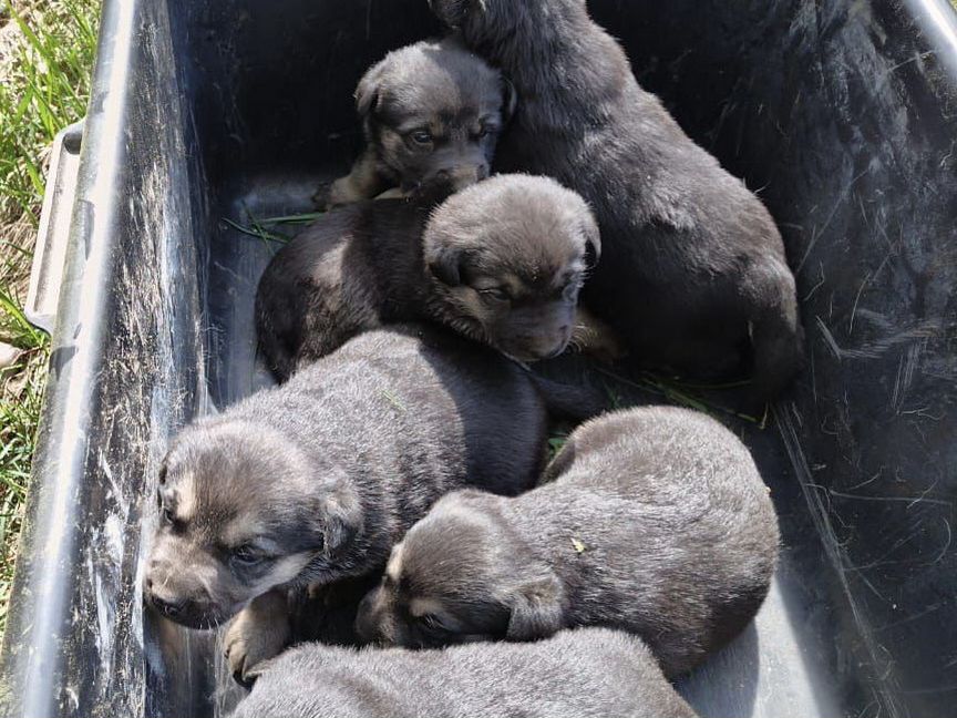 Щенки в добрые руки