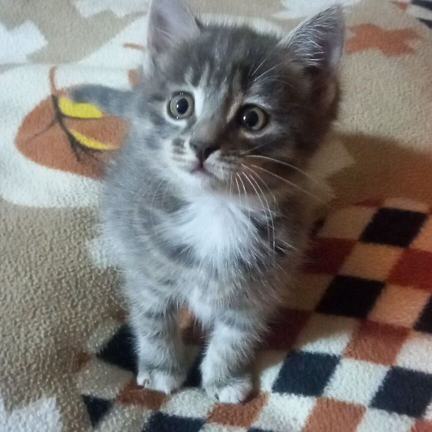 Кошка