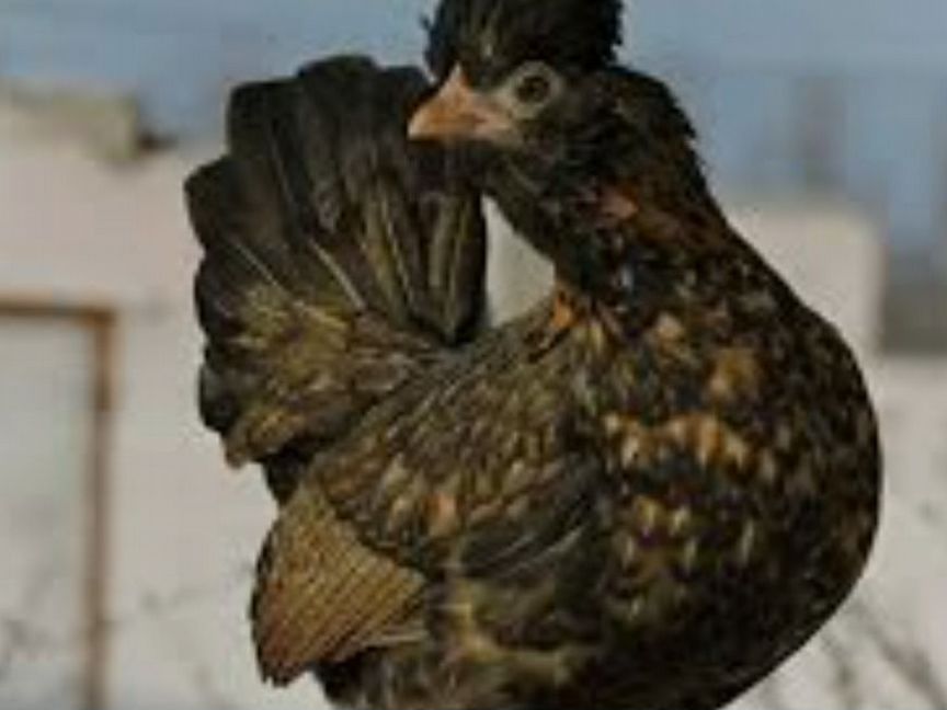 Куры бентамки