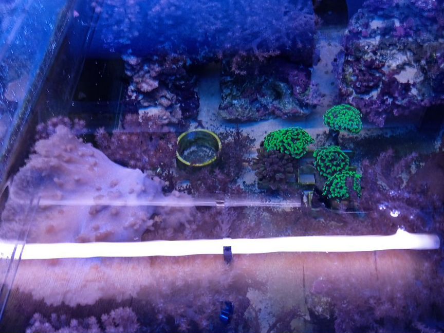 Камни рифовые с кораллами