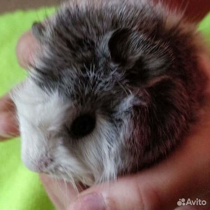 Морскаие свинки