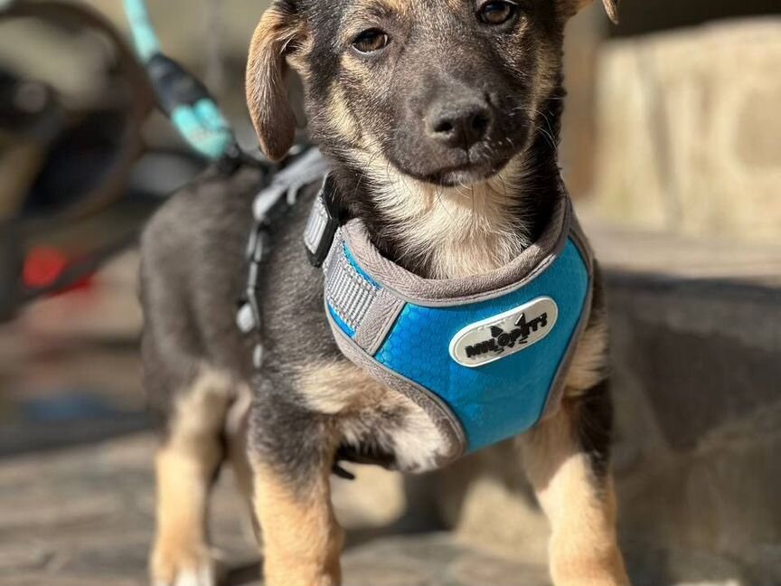 Отдам щенка коротколапика в добрые руки