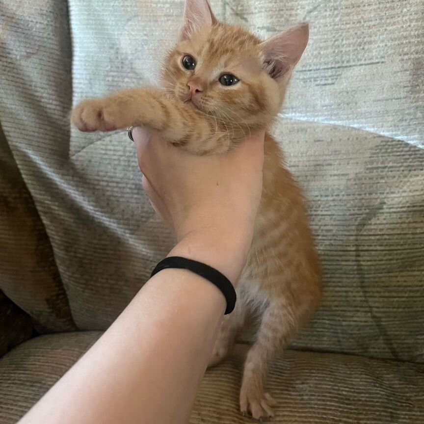 Котёнок в добрые руки