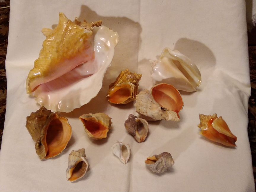 Морские ракушки раковины