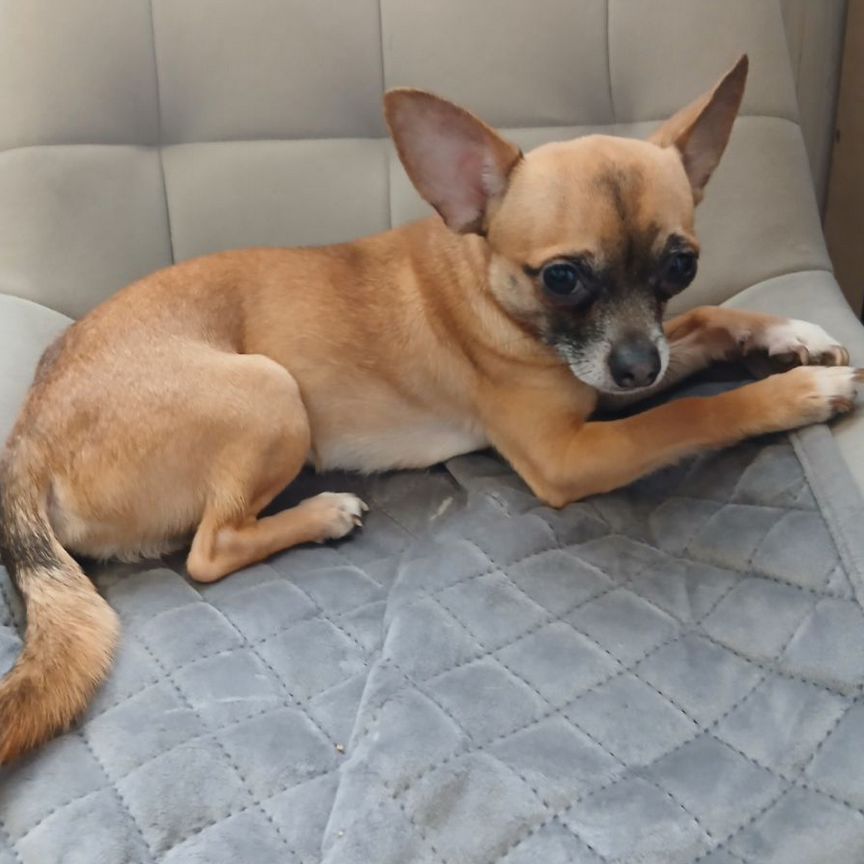 Чихуахуа, взрослый пёс