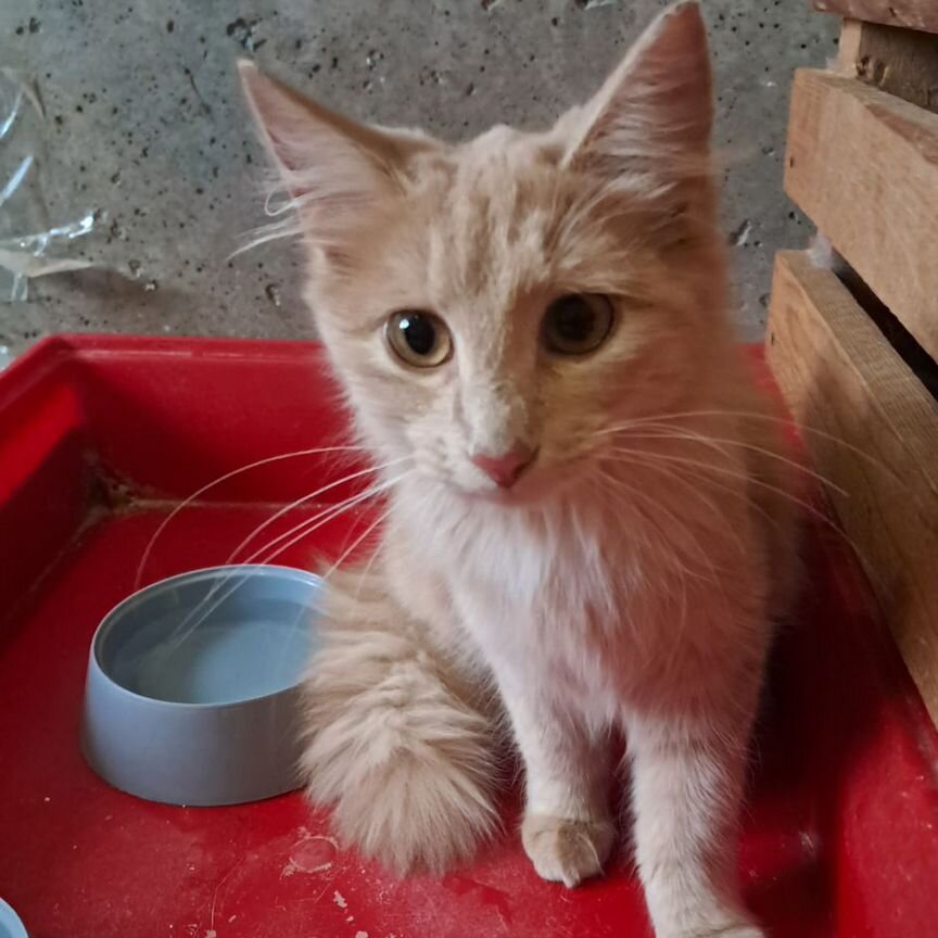 Кошечка персикового цвета бесплатно