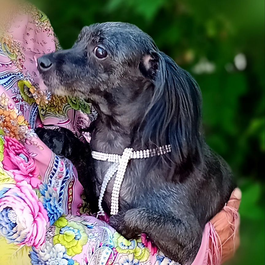 Малышка Дуняша ищет дом