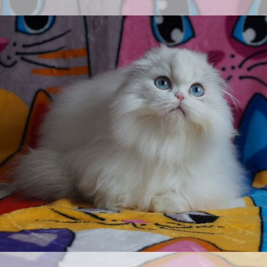 Шотландский вислоухий длинношёрстный котёнок