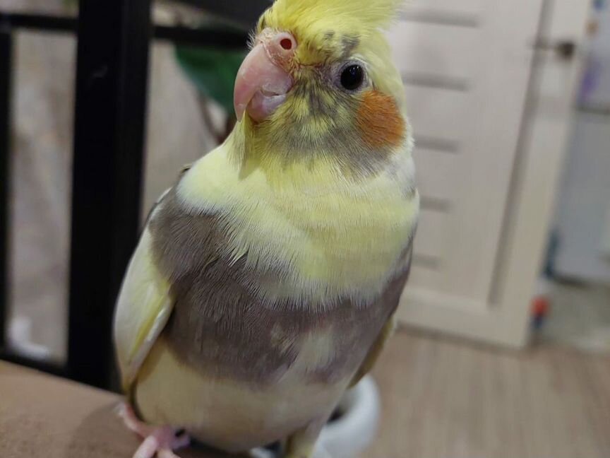 Попугай корелла мальчик, ручной спокойный