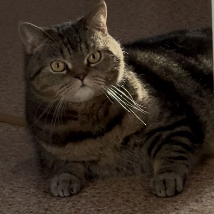 Шотландский прямоухий короткошёрстный кот, взрослый