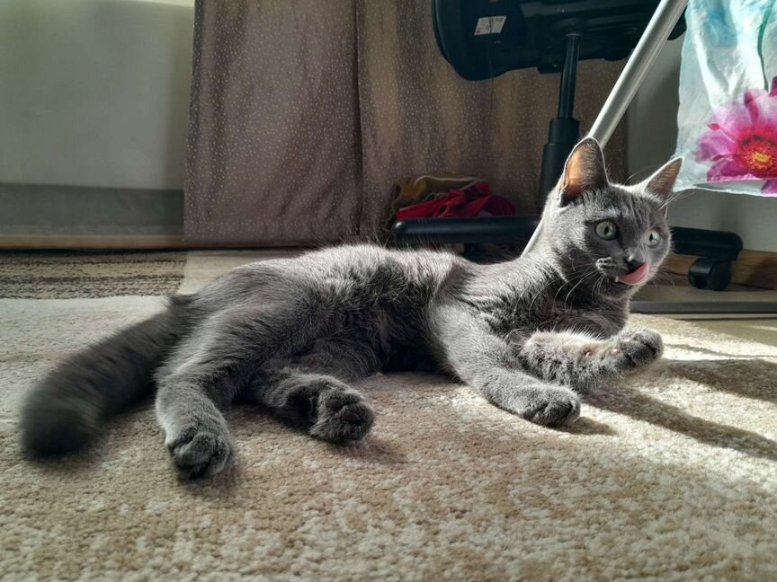 Миниатюрная девочка, ищет симпатичного котика