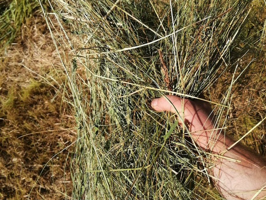 Сено летние луговое с доставкой