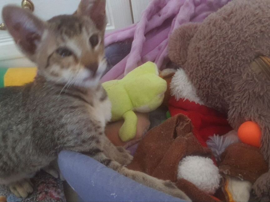 Ориентальные котята без документов