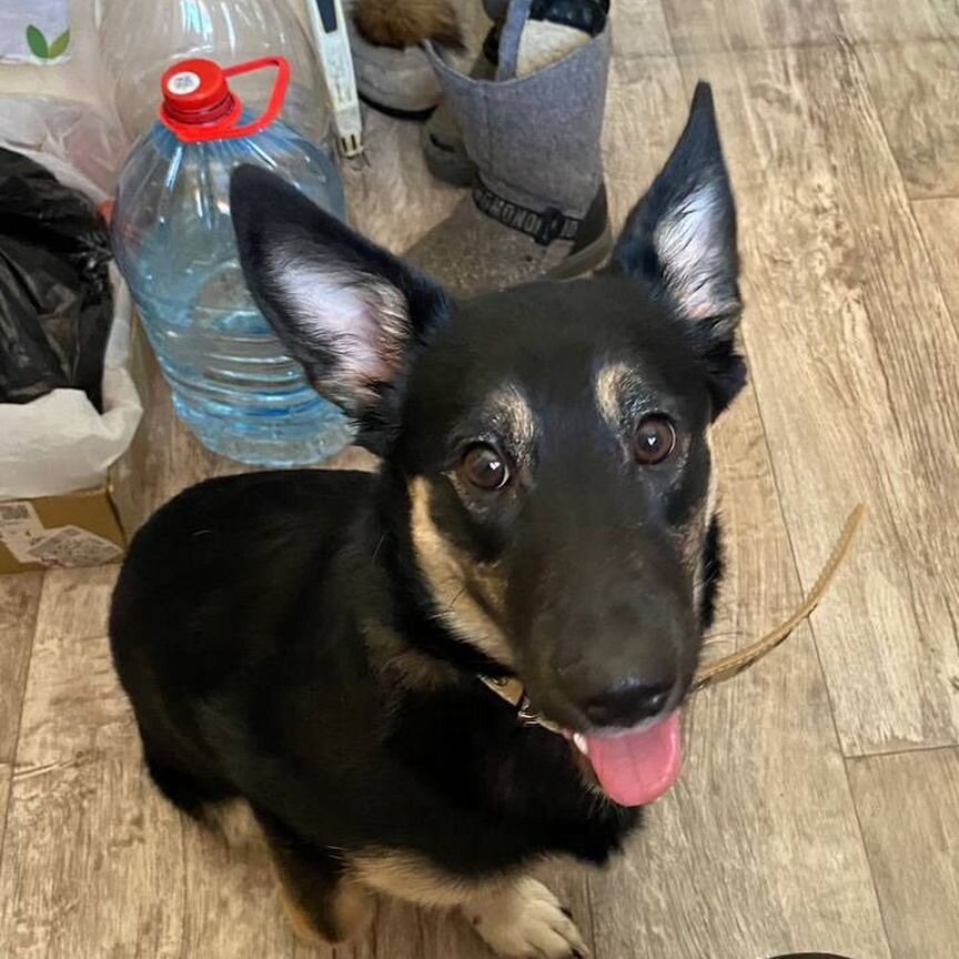 Щенок в добрые руки