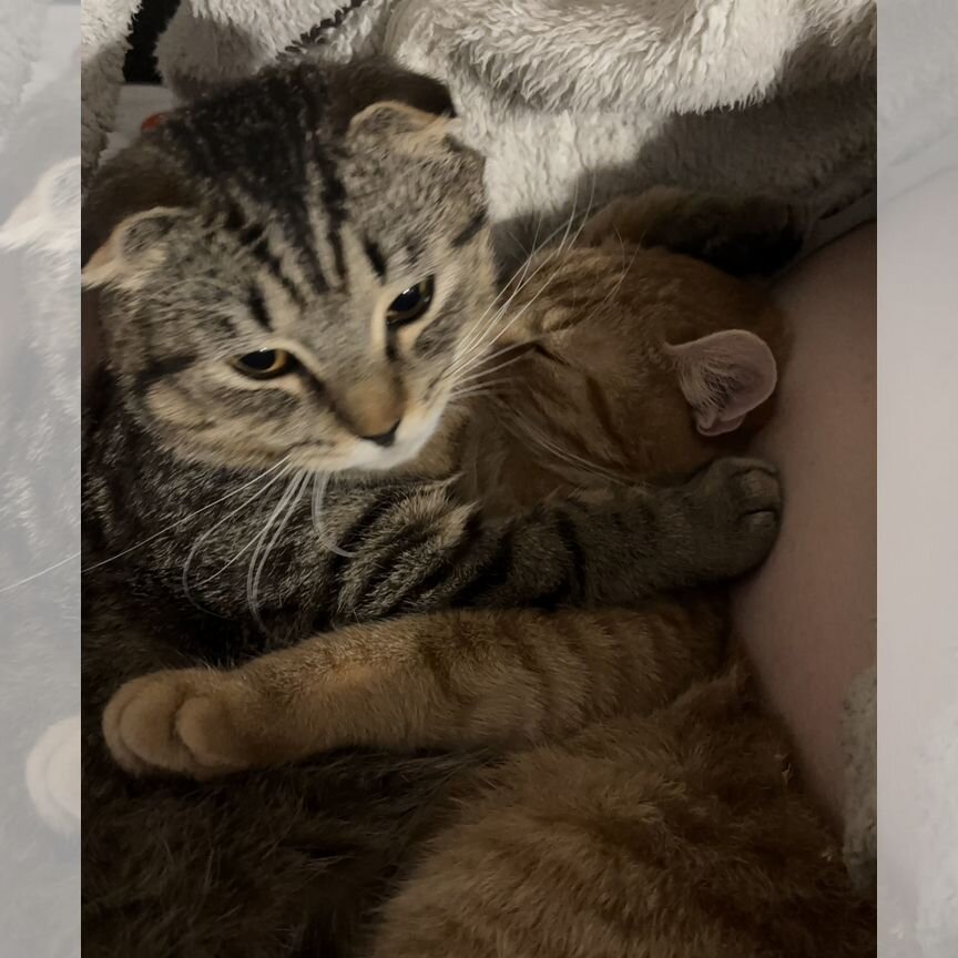 Шотландский вислоухий короткошёрстный, взрослый кот