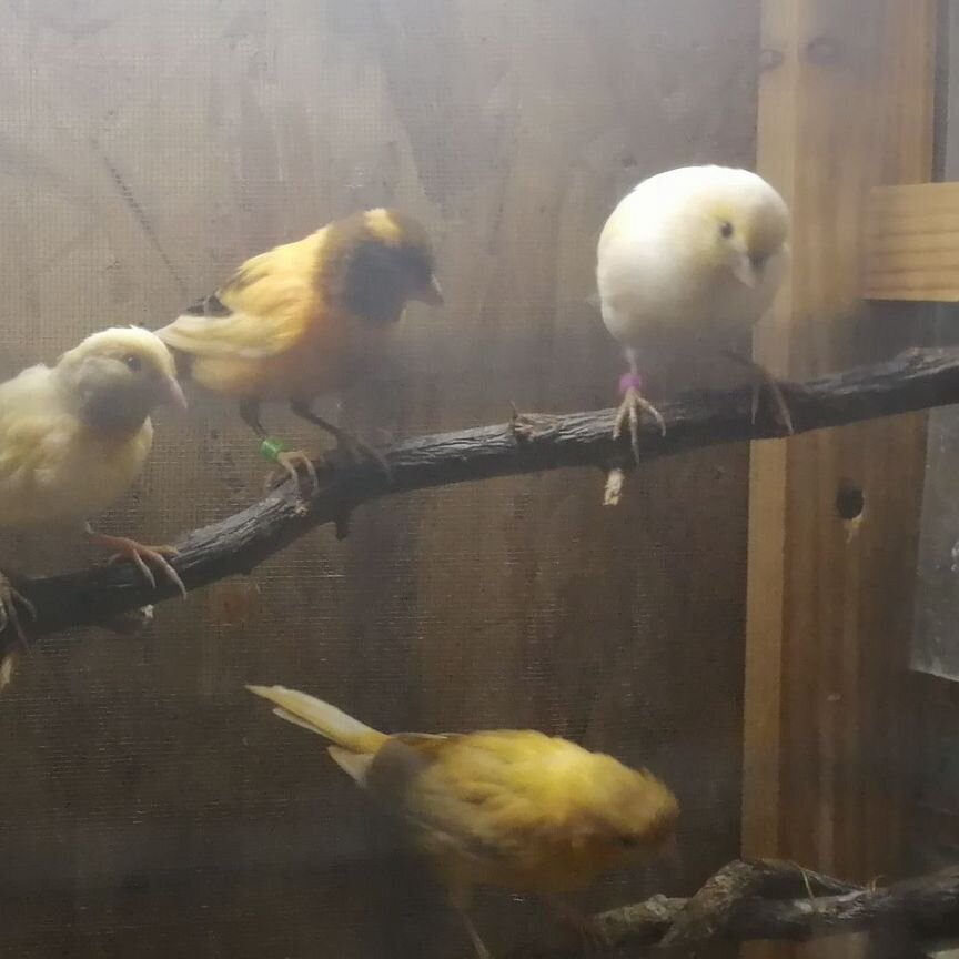 Кенара и канарейки