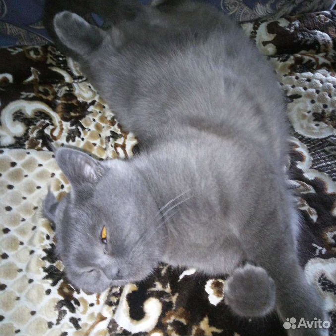 Британская короткошерстная кошка